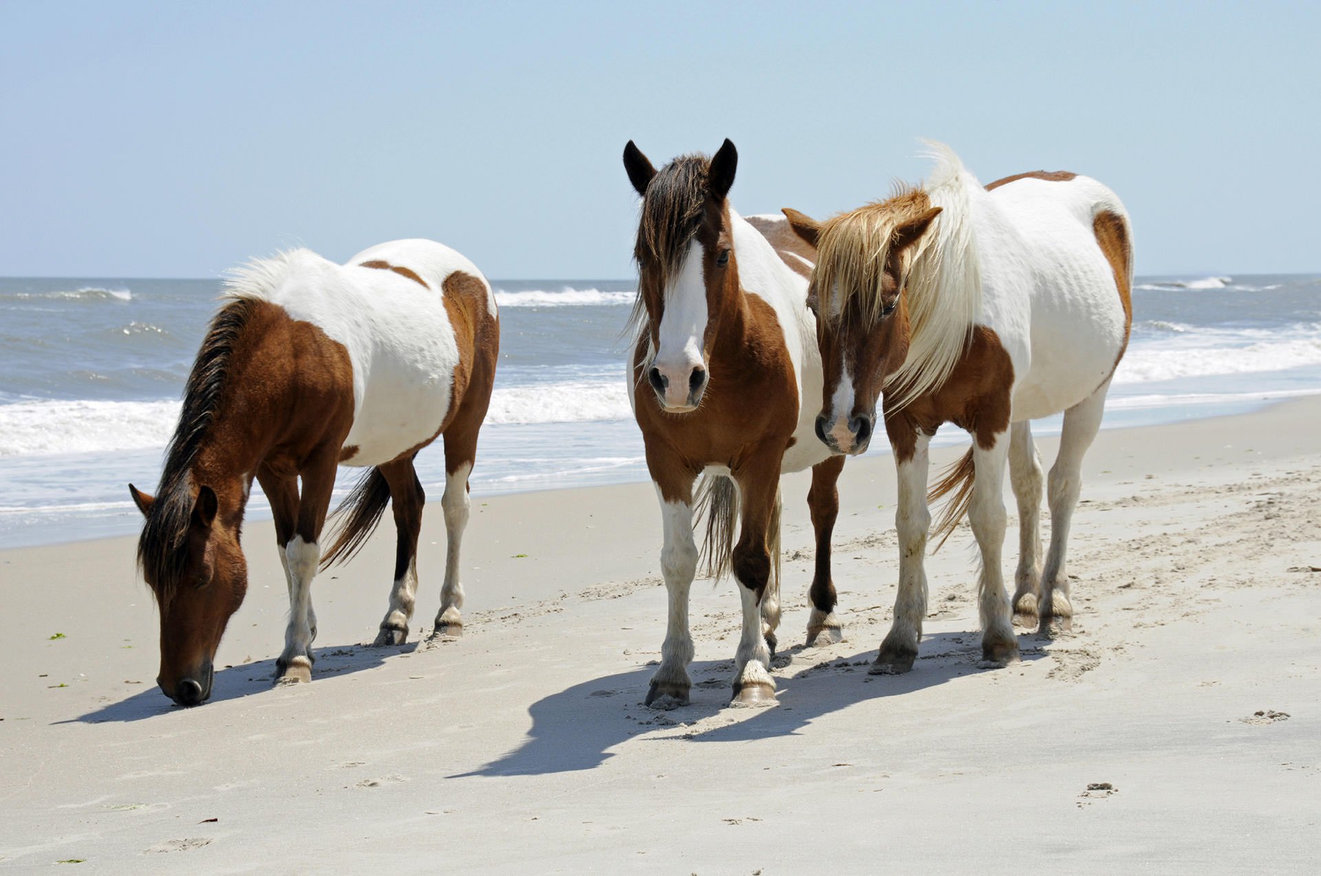 Assateague Island National Seashore - Find Your Park