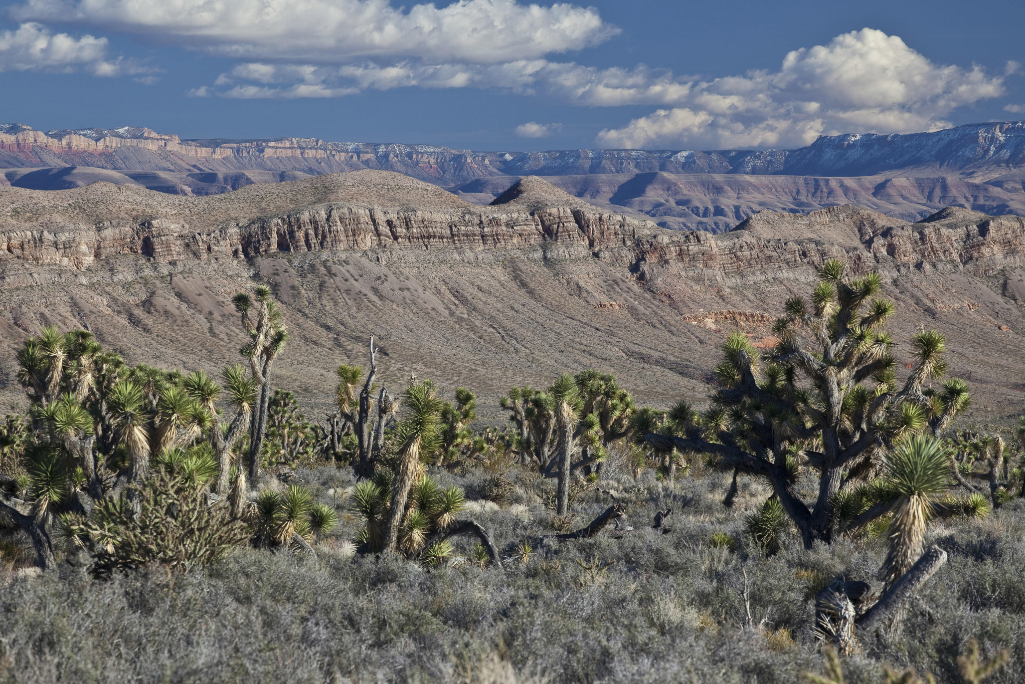 Grand Canyon Parashant National Monument - Find Your Park