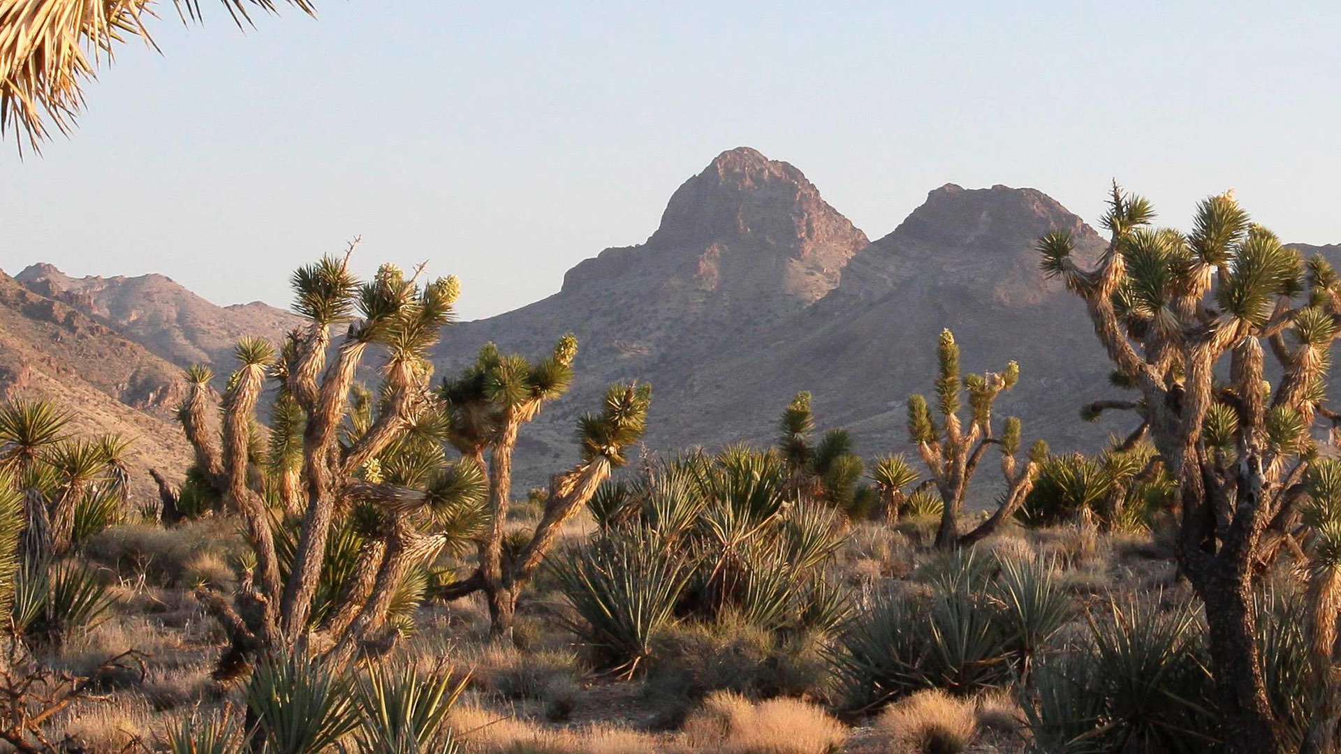 Castle Mountains National Monument - Find Your Park